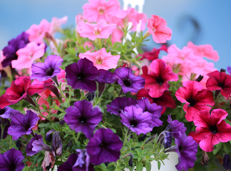 Florida Fall Flowers