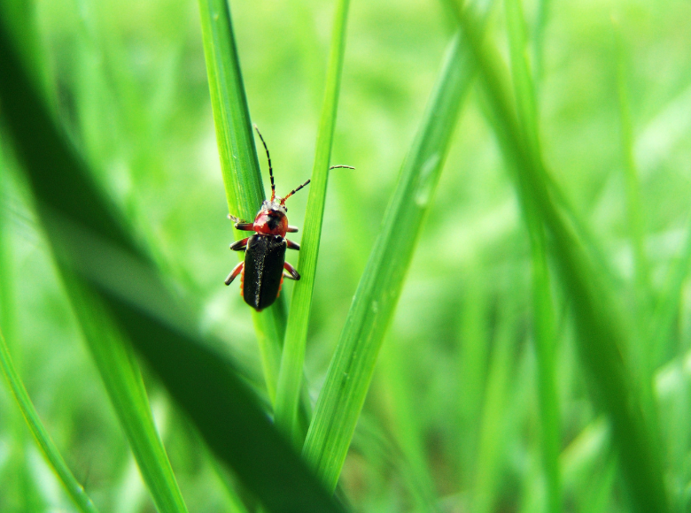The Natural Choice: Integrated Pest Management