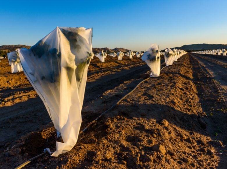 Landscape Tips & Tricks: Winter Plant Protection