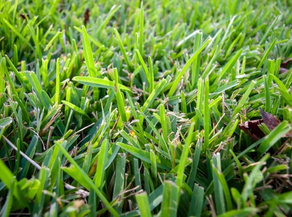 Southern Turfgrasses 101: For Southern Lawns & Landscapes