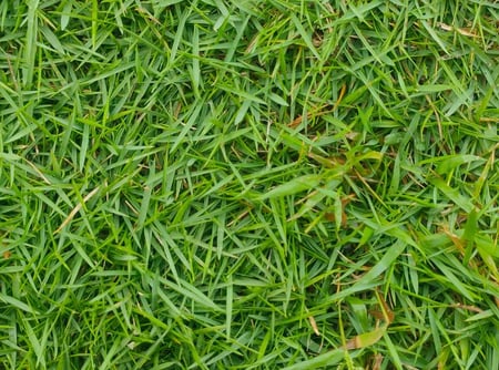 Southern Turfgrasses 101: For Southern Lawns & Landscapes