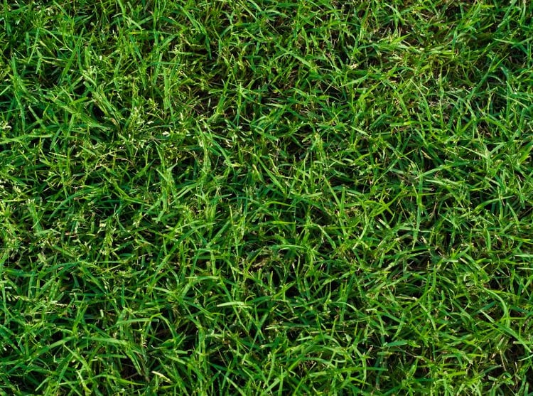 Southern Turfgrasses 101: For Southern Lawns & Landscapes