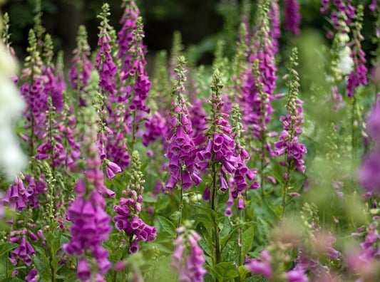Florida Fall Flowers
