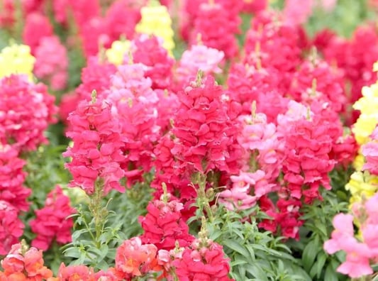 Florida Fall Flowers