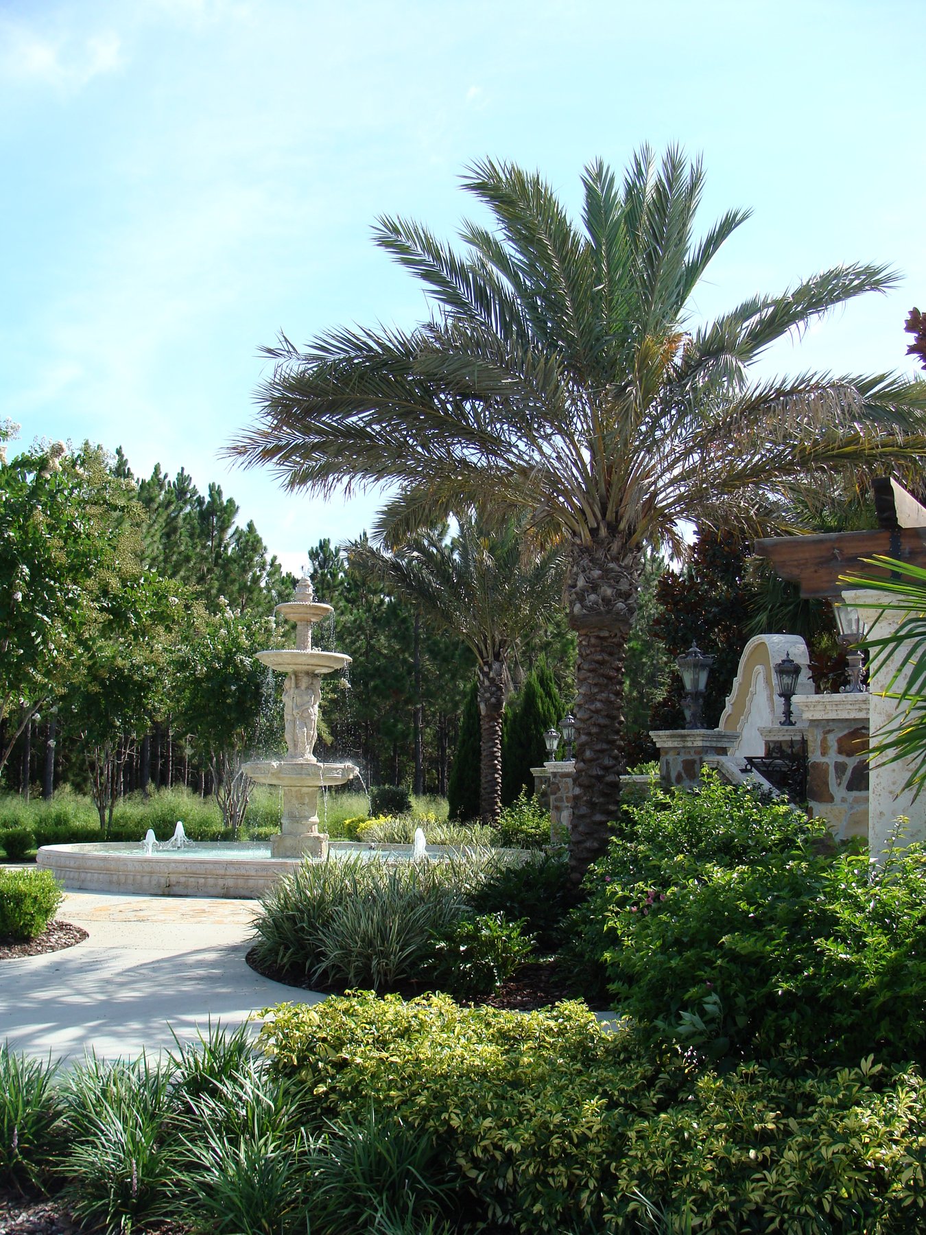 Everything You Should Know About Pruning Palms