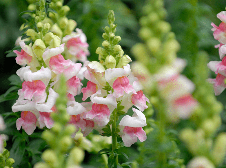 Landscape Tips and Tricks: Fall in Florida