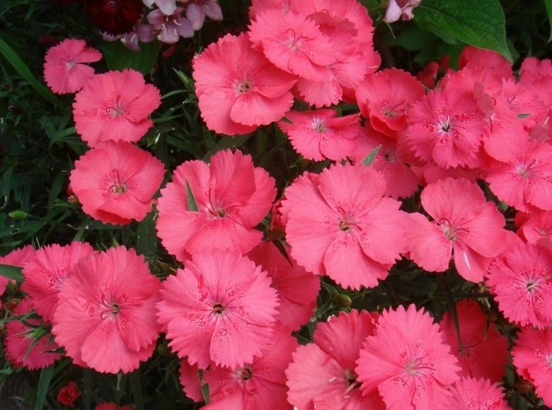 Florida Fall Flowers