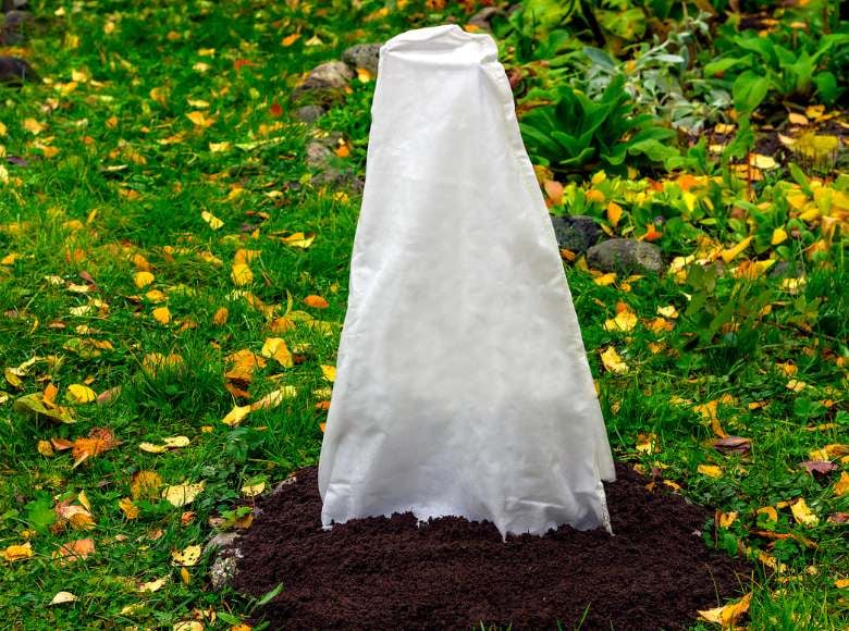 Winter Plant Protection in Florida