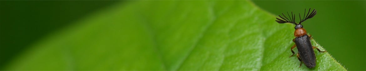 The Natural Choice: Integrated Pest Management