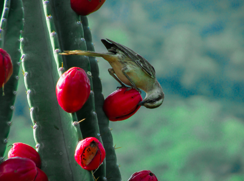 The Importance of Florida Pollinators