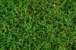 Southern Turfgrasses 101: For Southern Lawns & Landscapes